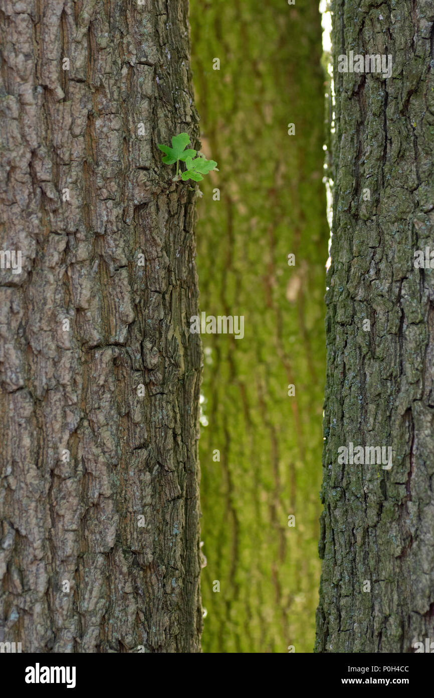 Field maple tree hi-res stock photography and images - Alamy