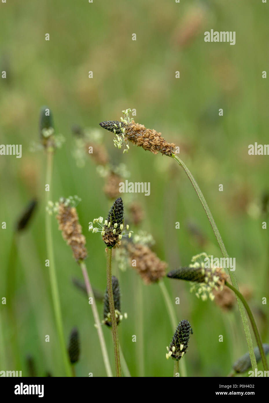 Ribwort Plantain (Plantago lanceolata Stock Photo - Alamy