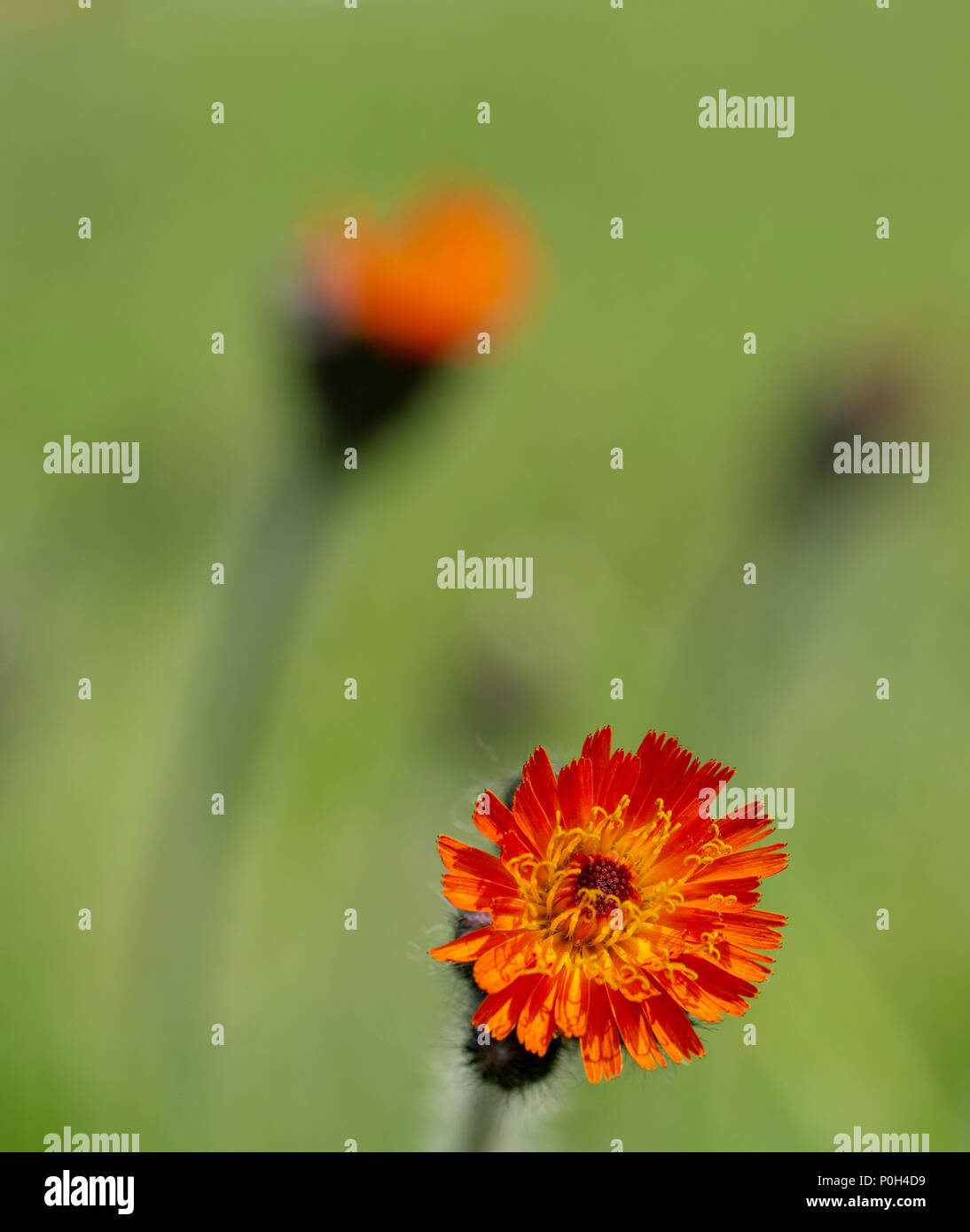 Fox and cubs wild flower hi-res stock photography and images - Alamy