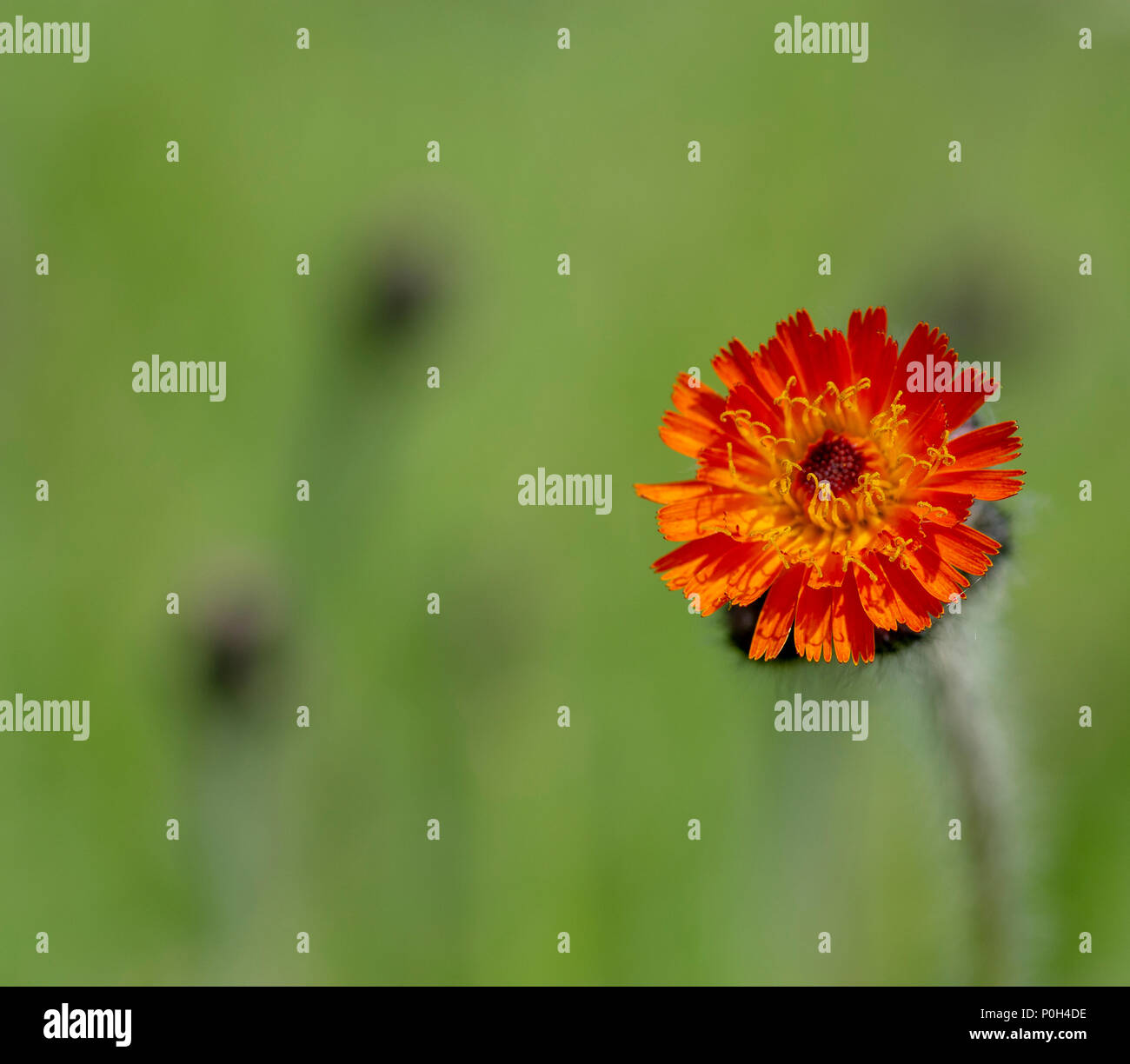 Fox and cubs wildflower hi-res stock photography and images - Alamy