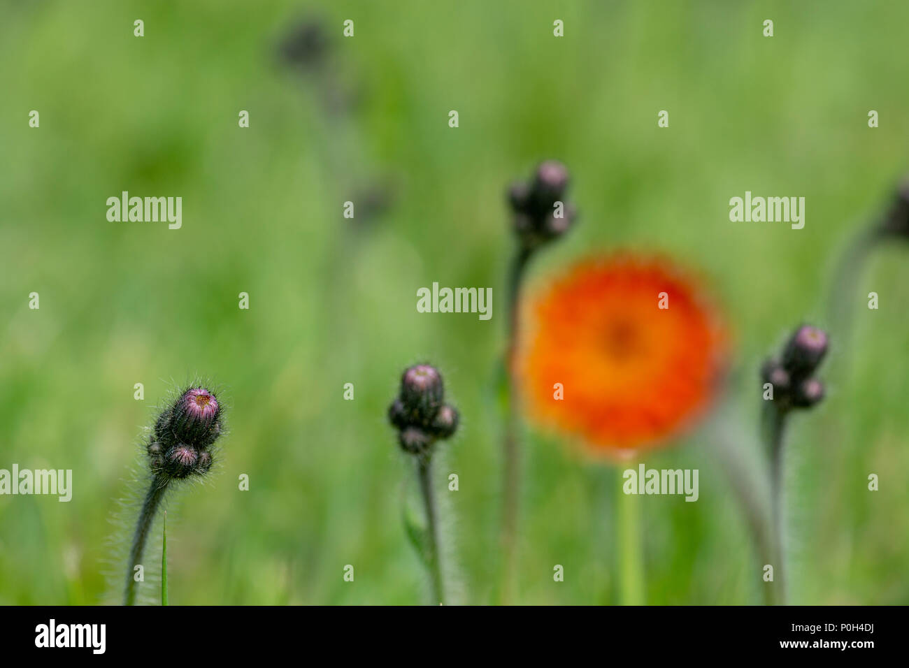 Fox and cubs wildflower hi-res stock photography and images - Alamy