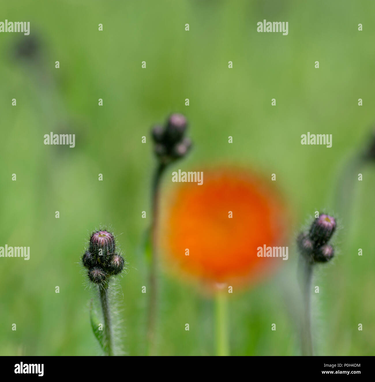 Fox and cubs wildflower hi-res stock photography and images - Alamy