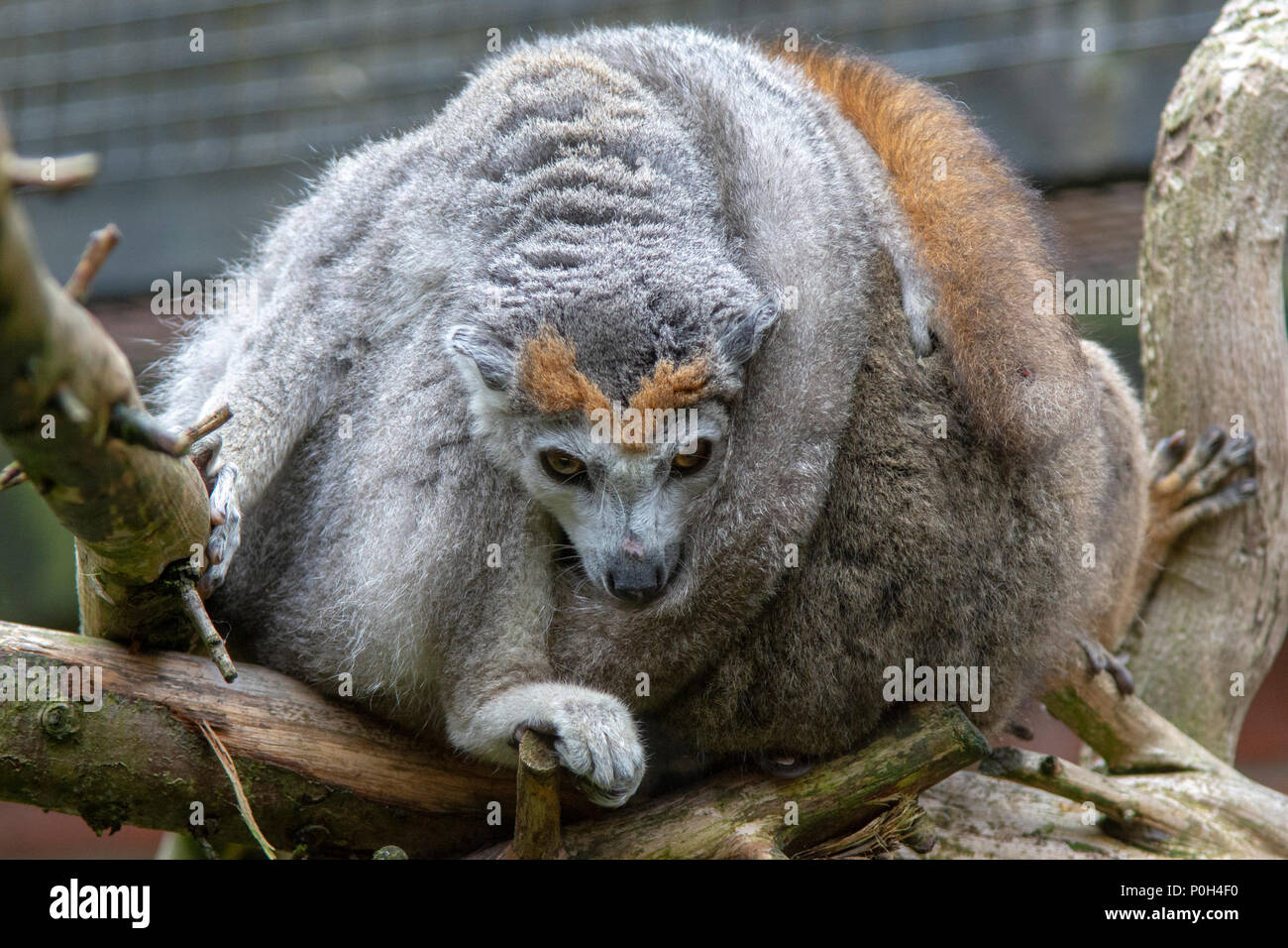Two Crowned lemurs (Eulemur coronatus) wrapped around each other Stock ...