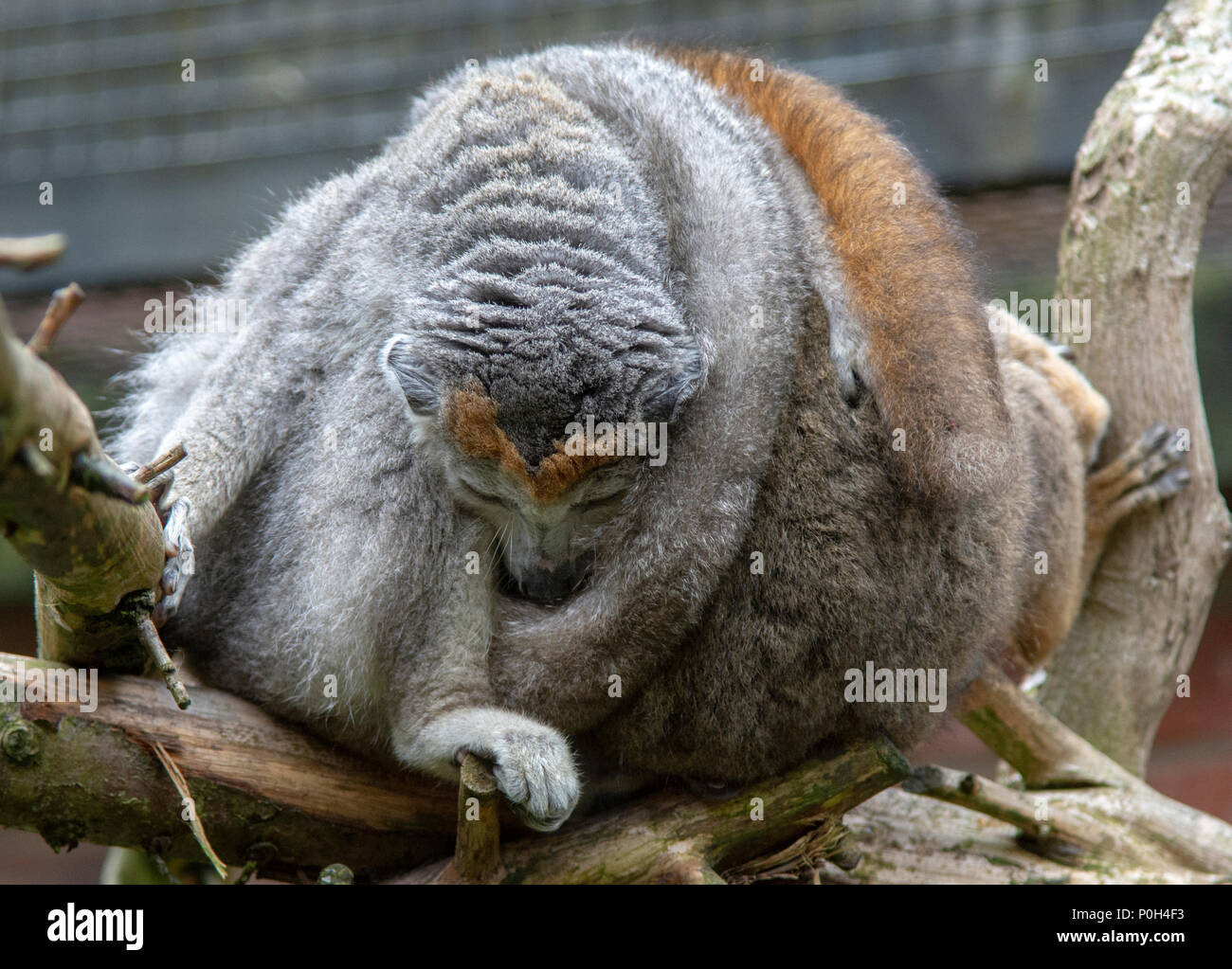 Two Crowned lemurs (Eulemur coronatus) wrapped around each other Stock ...