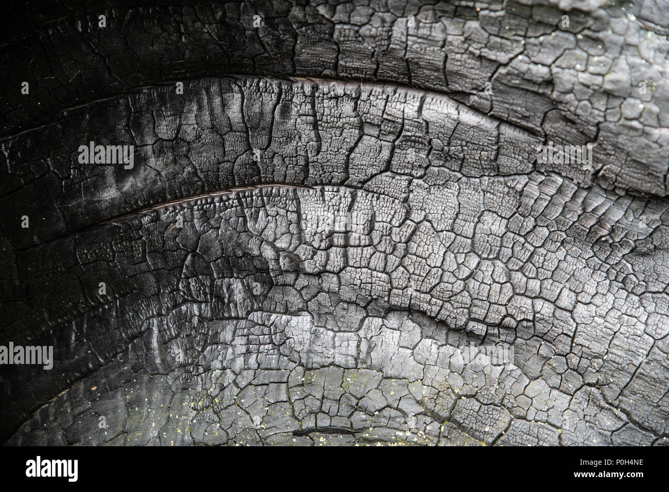 Burnt wood, abstract background with detailed texture, smooth ...