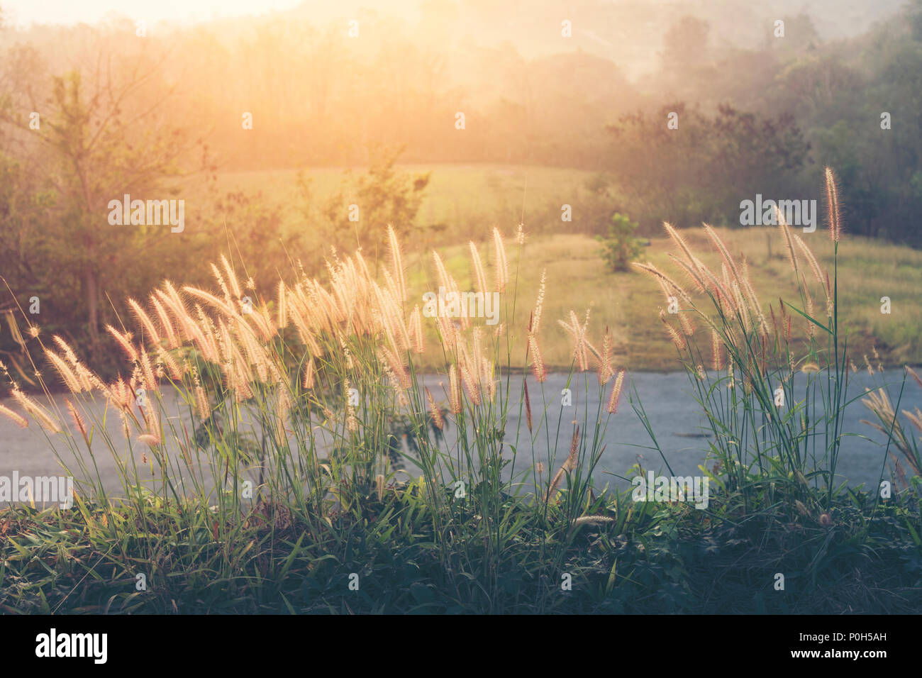 morning sunrise with flower and grass in sunlight Stock Photo - Alamy