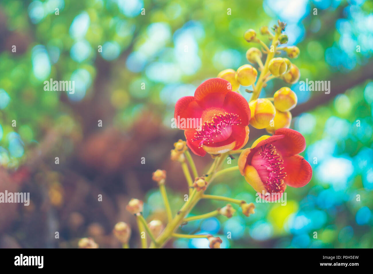 Shala tree hi-res stock photography and images - Alamy