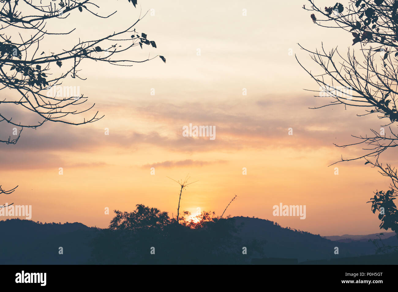 Tropical forest, trees in sunlight and rain Stock Photo - Alamy
