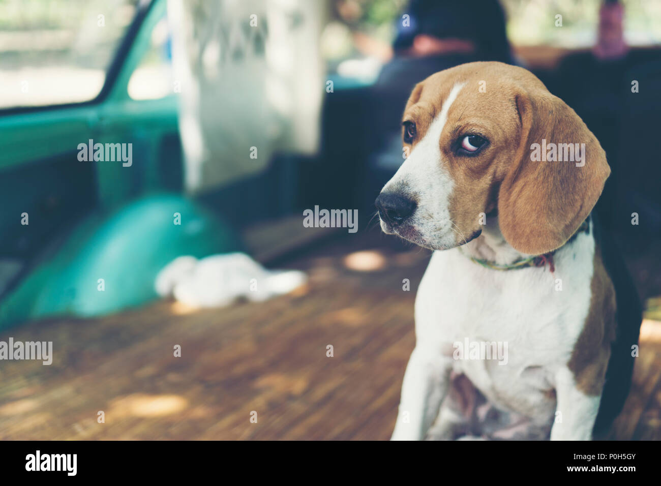 beagle Puppy dog in car Stock Photo - Alamy