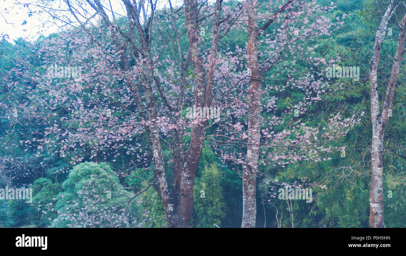 Into the forest. Nature composition Stock Photo - Alamy