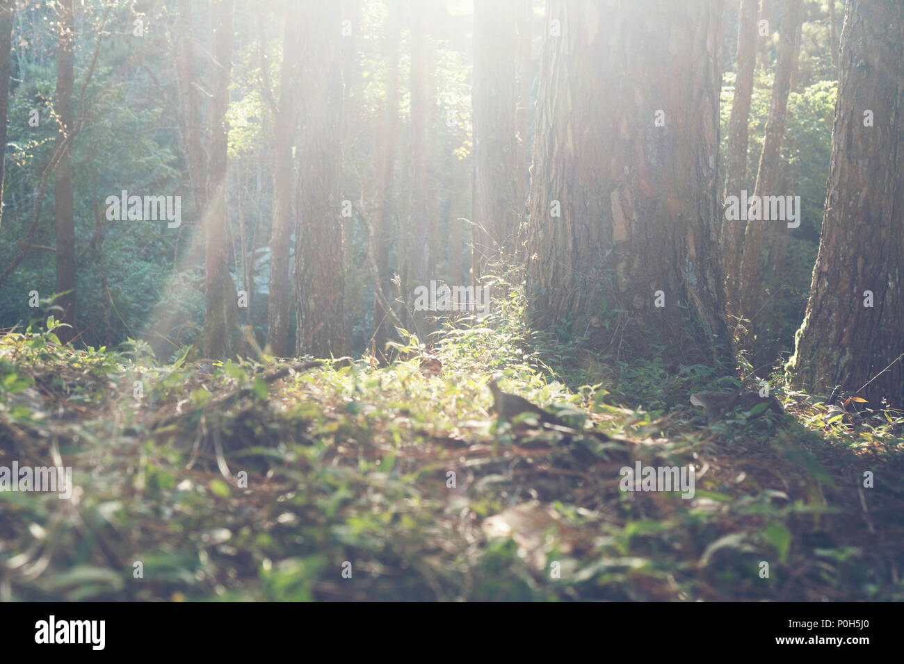 Tropical forest, trees in sunlight and rain Stock Photo - Alamy