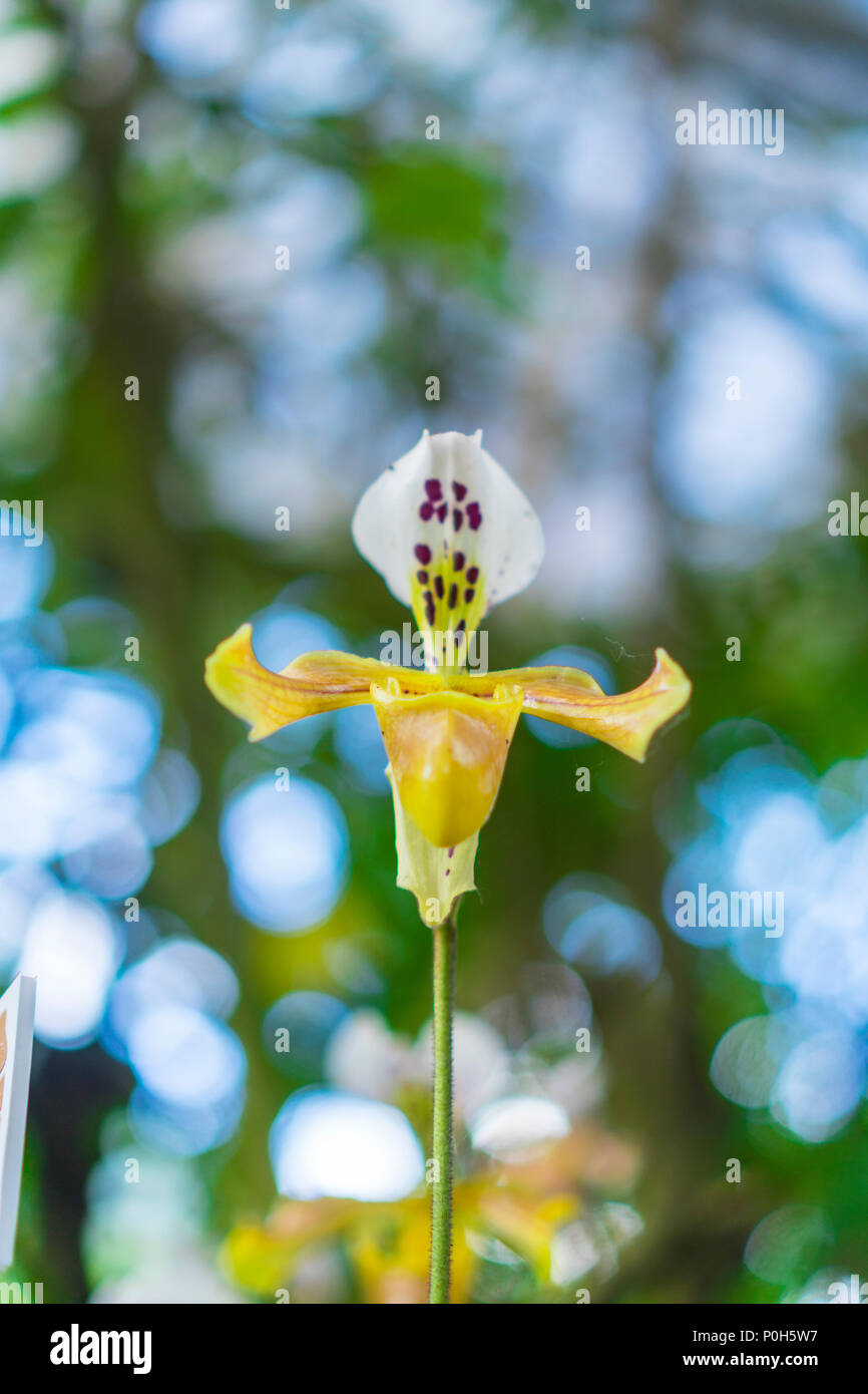 new life concept, wedding plant Stock Photo - Alamy