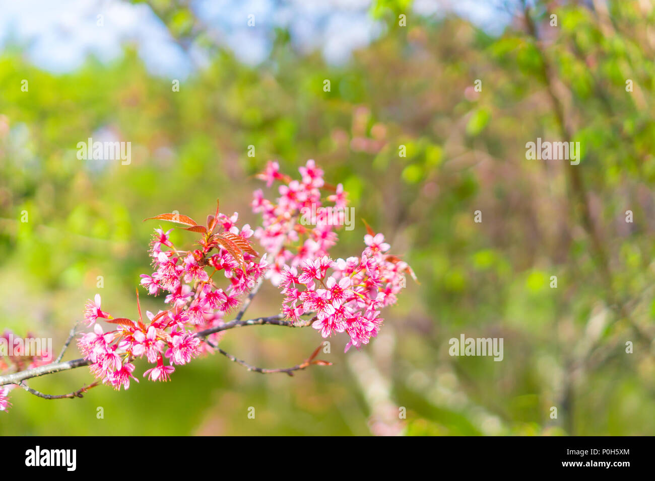 Blossom pink flower tree over nature background, Spring flowers ...