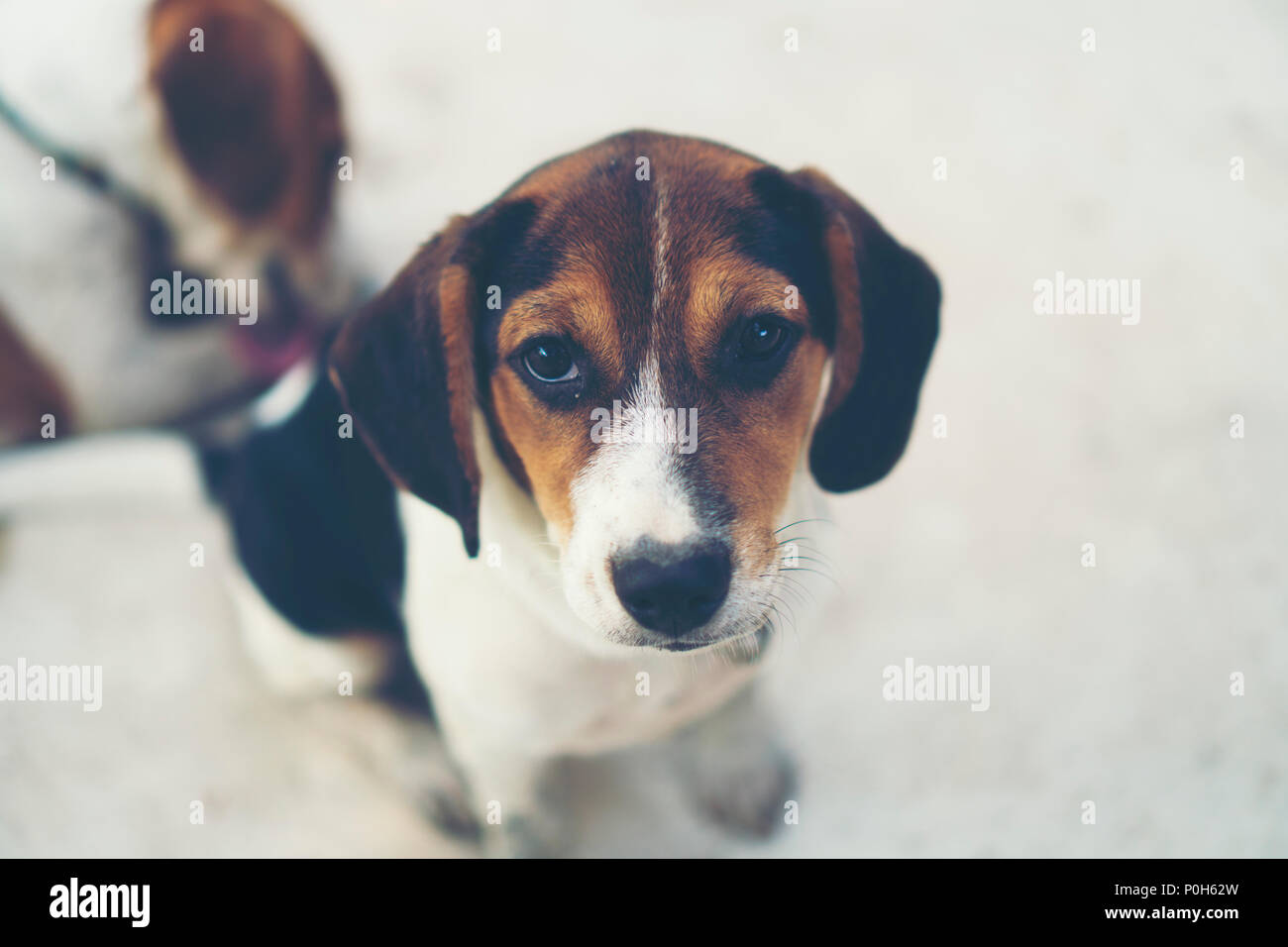 3 month pure breed beagle Puppy on gray screen Stock Photo - Alamy