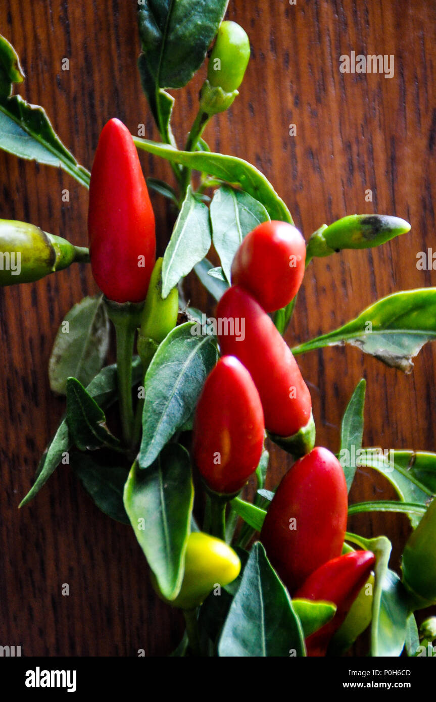 Chilli plant in wild on natural wood background, ripe and organic Stock ...