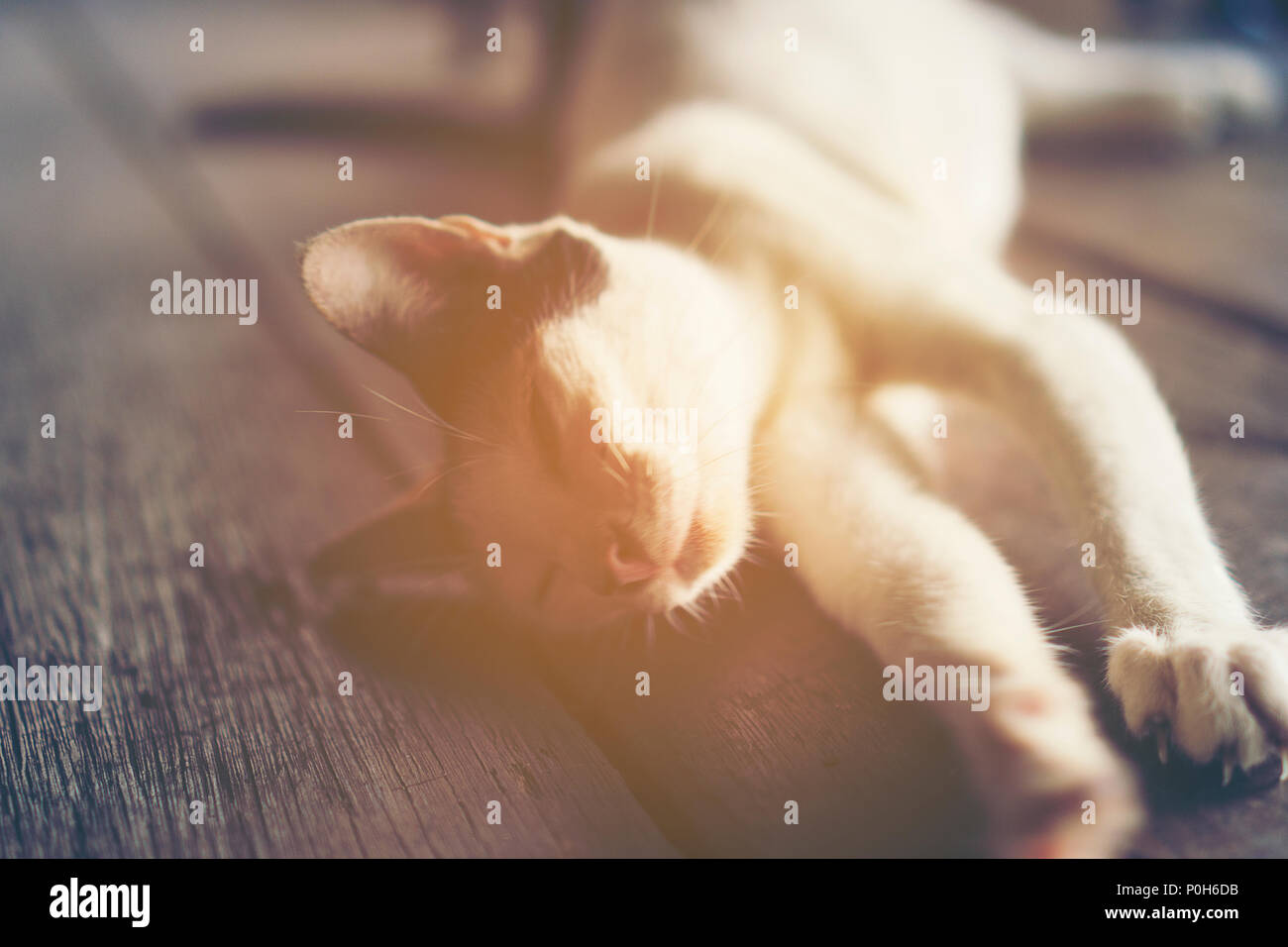 Sun cat effect hi-res stock photography and images - Alamy