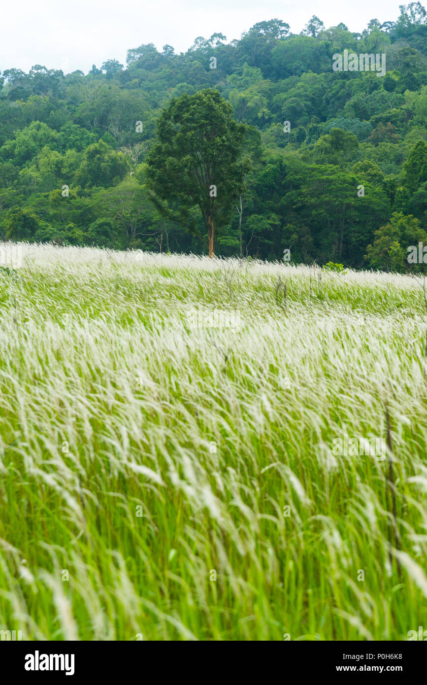 nature outdoor field Stock Photo - Alamy