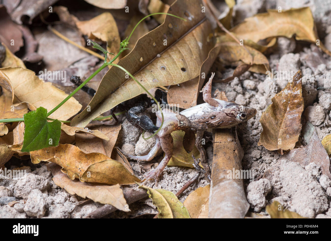 Scorpion eating frog Stock Photo - Alamy
