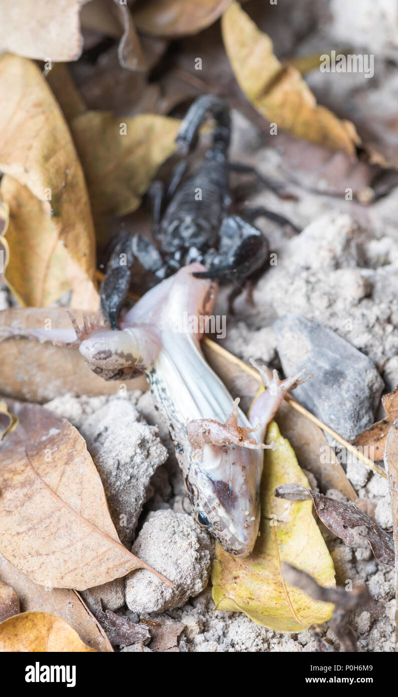 Scorpion eating frog Stock Photo - Alamy