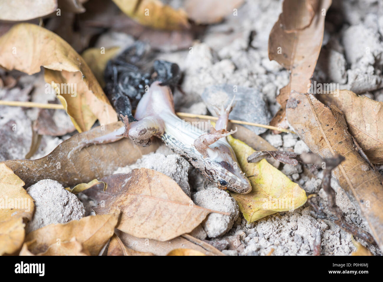 Scorpion eating frog Stock Photo - Alamy