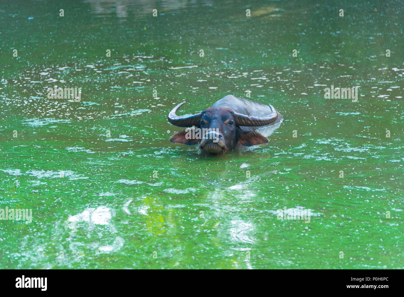 Asian water buffalo isolated hi-res stock photography and images - Alamy
