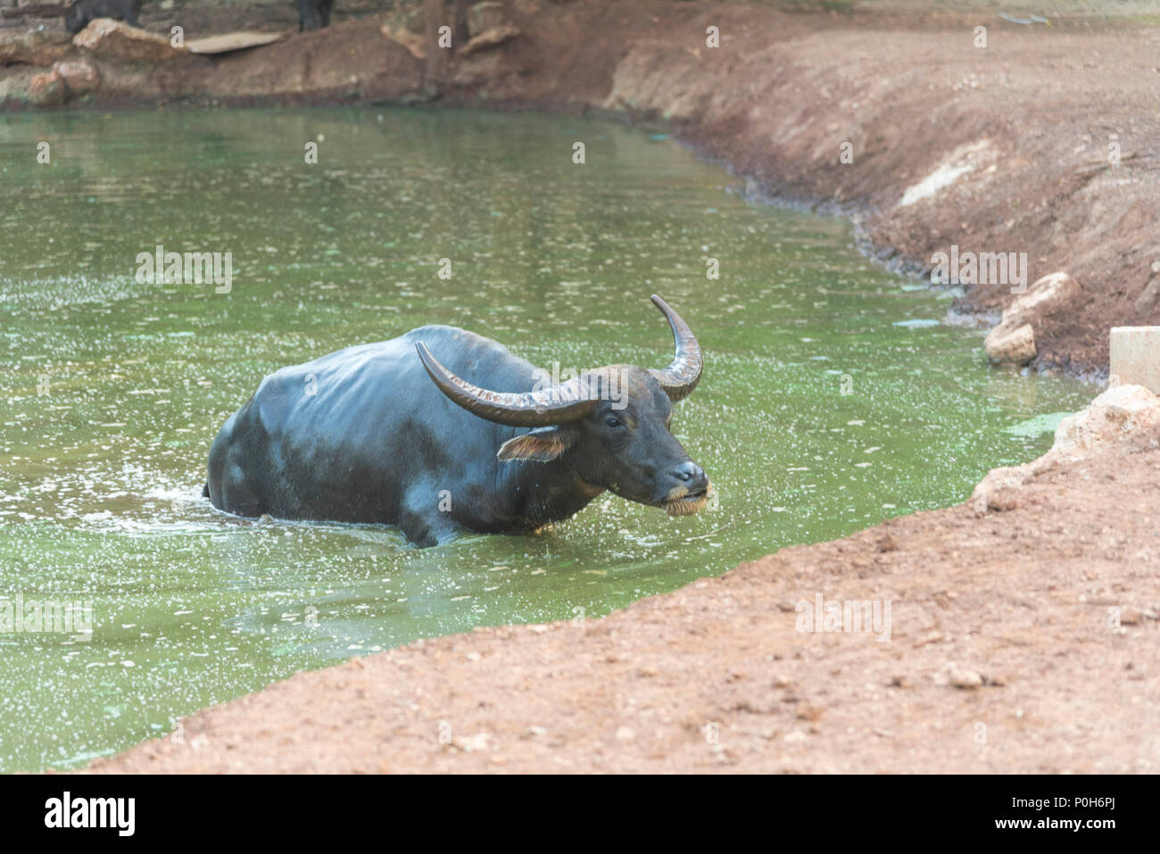 Asian water buffalo isolated hi-res stock photography and images - Alamy
