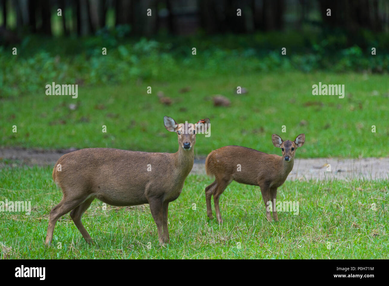 wild deer in Thailand national Park Stock Photo - Alamy