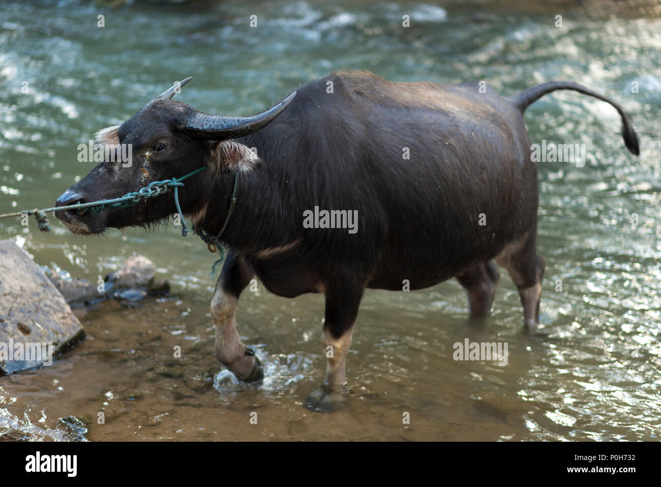 South american water buffalo hi-res stock photography and images - Alamy