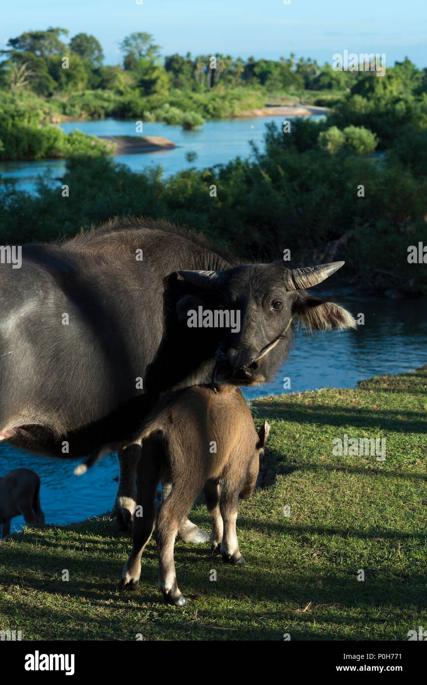 the water buffalo Stock Photo - Alamy