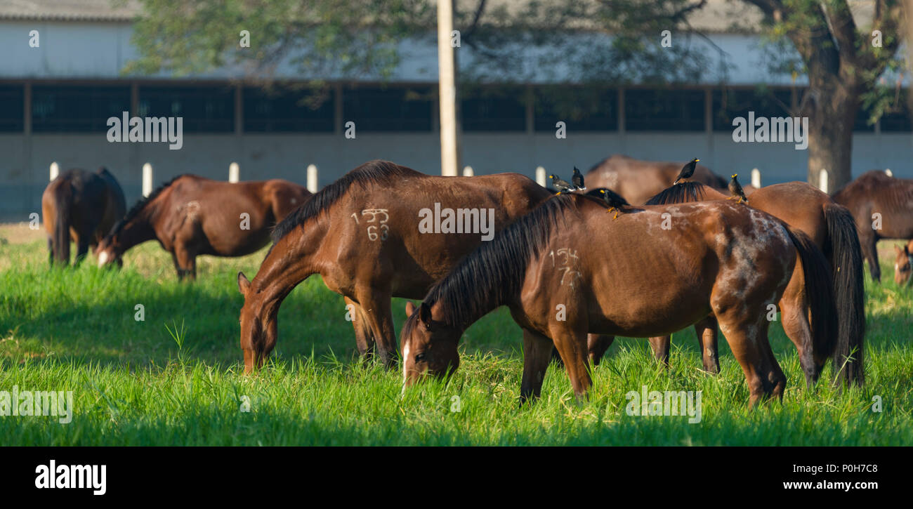 Group of three young horses on the pasture Stock Photo - Alamy