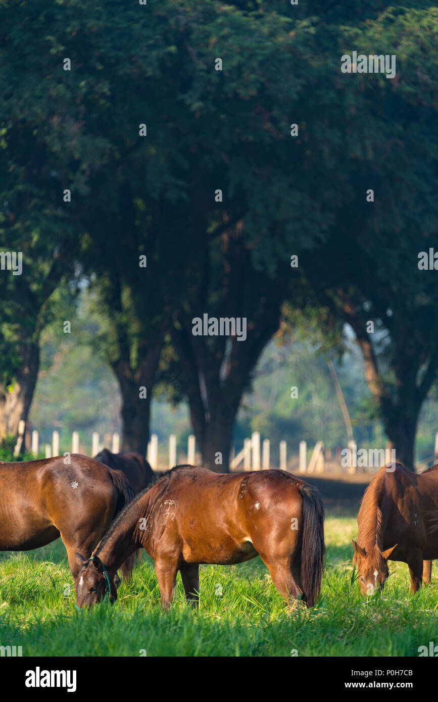 Group of three young horses on the pasture Stock Photo - Alamy