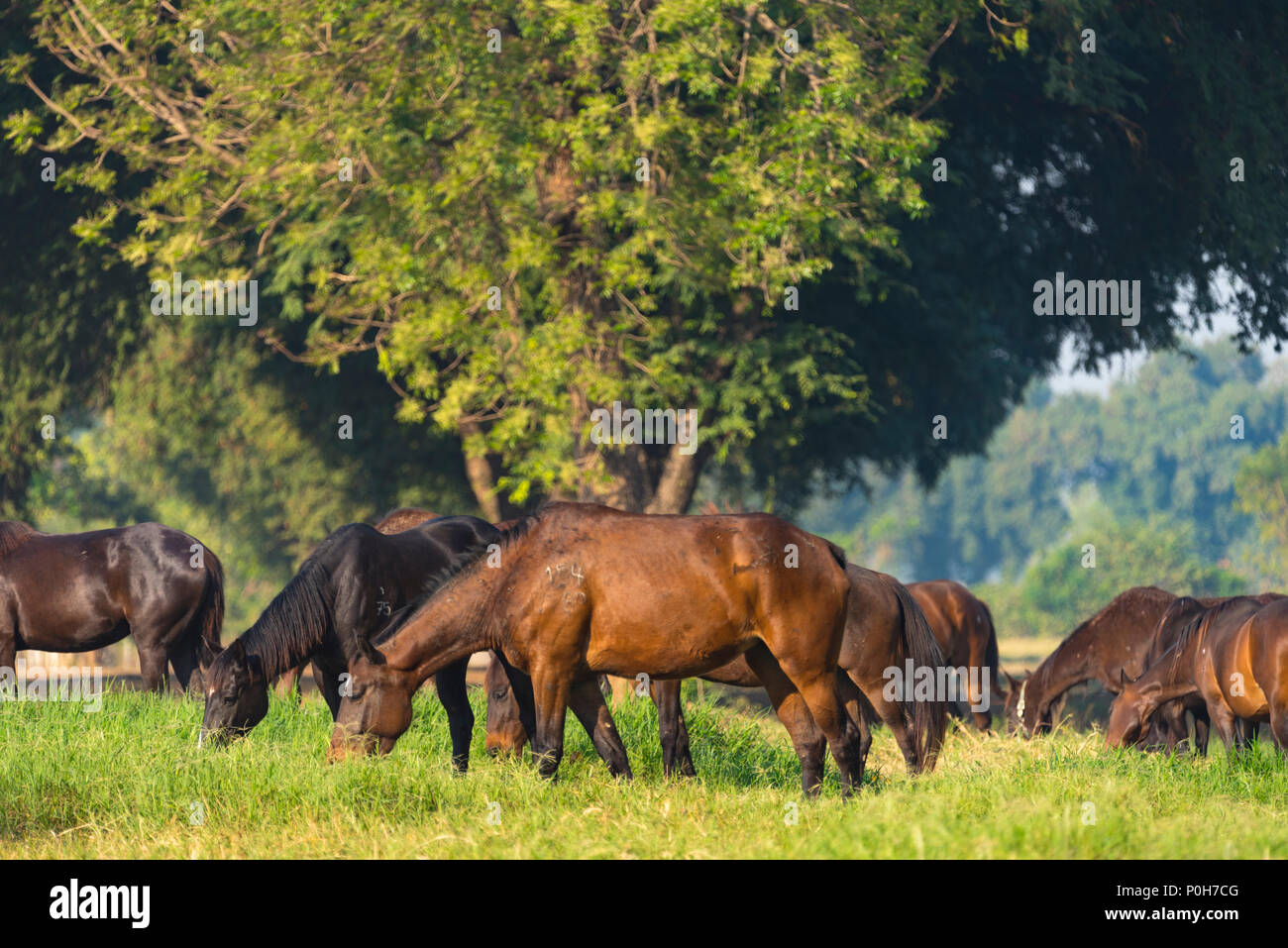 Group of three young horses on the pasture Stock Photo - Alamy