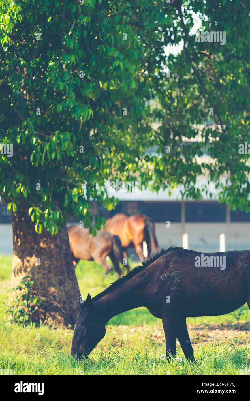 Group of three young horses on the pasture Stock Photo - Alamy