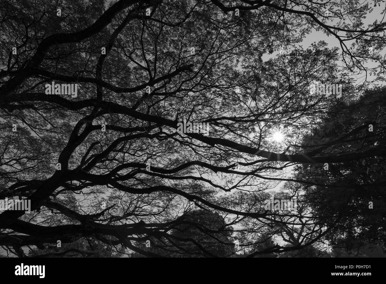 Yellow foliage on tree branches Black and White Stock Photos & Images ...