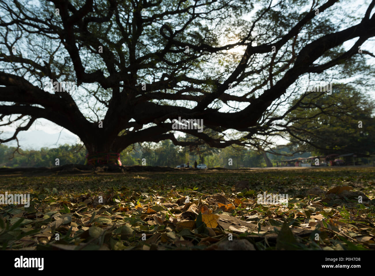 natural forest with tropical tree in Asia Stock Photo - Alamy