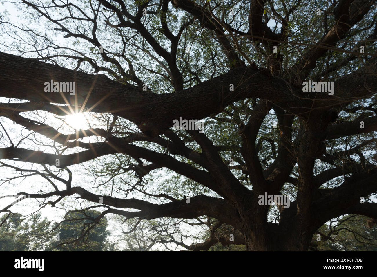 branch of big tree Stock Photo - Alamy