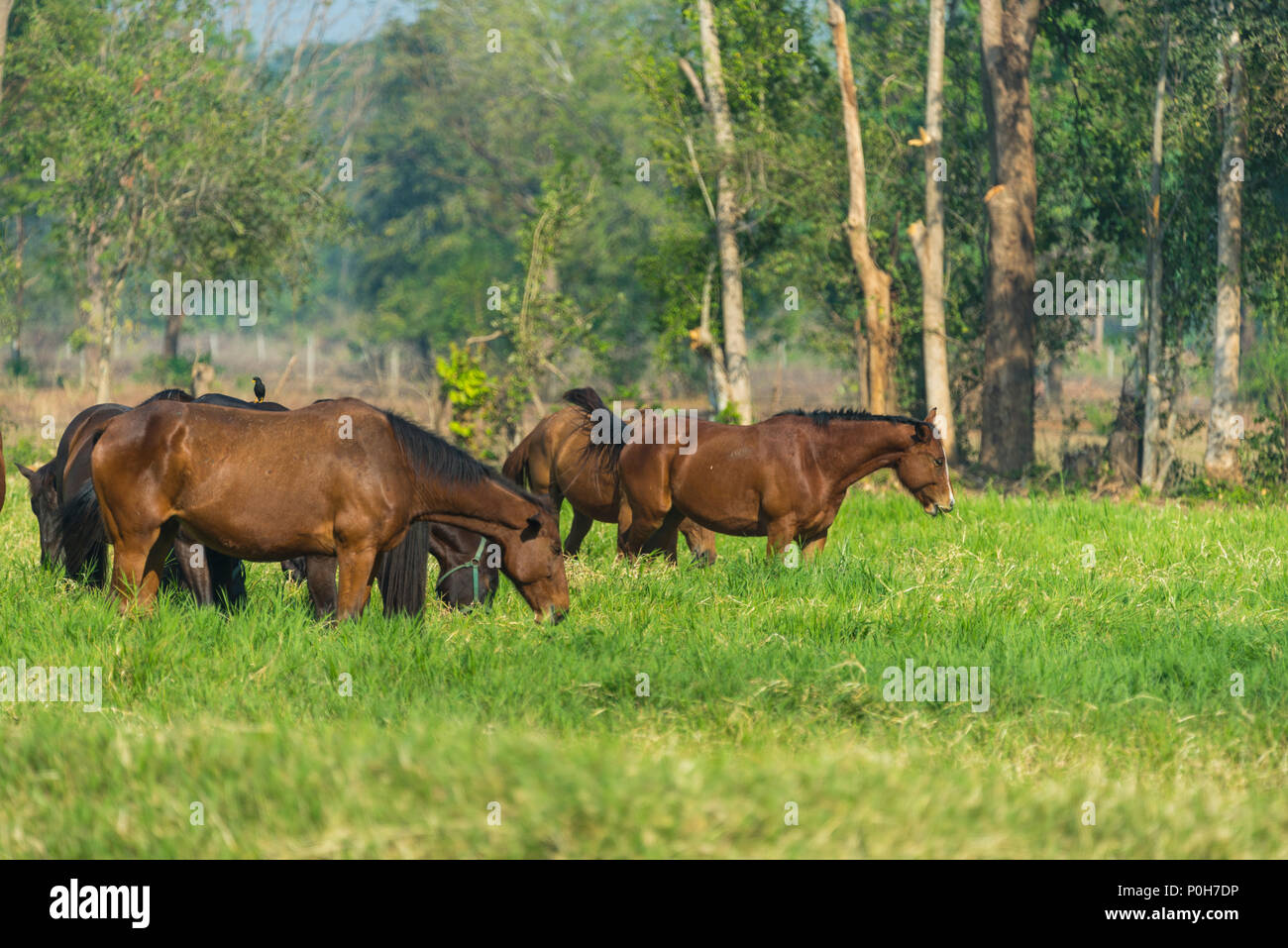 Group of three young horses on the pasture Stock Photo - Alamy