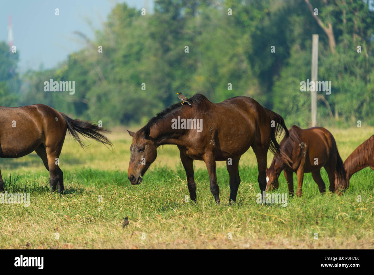 Group of three young horses on the pasture Stock Photo - Alamy