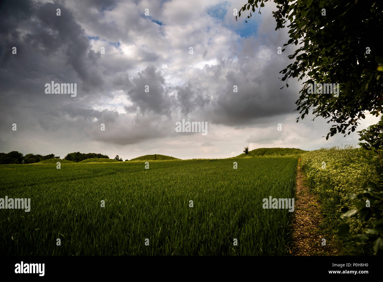 The Four Barrows Bronze Age barrow cemetery near Aldbourne, Wiltshire ...