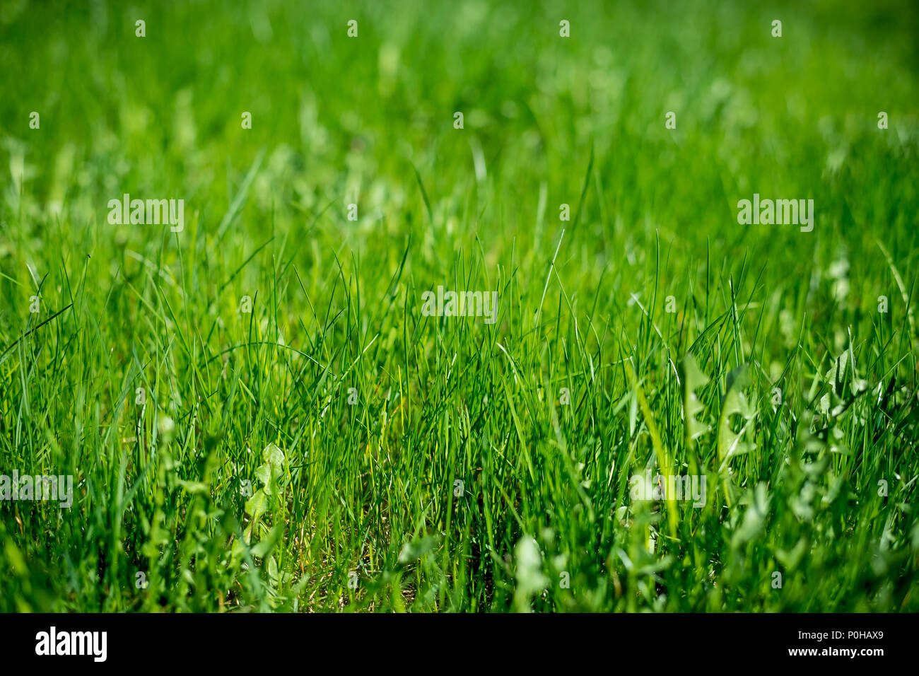 fresh Green grass background texture. Element of design. Natural green ...