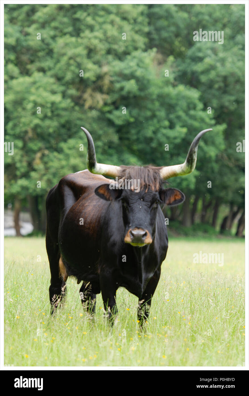 Heck cattle in a wildlife reserve Stock Photo - Alamy
