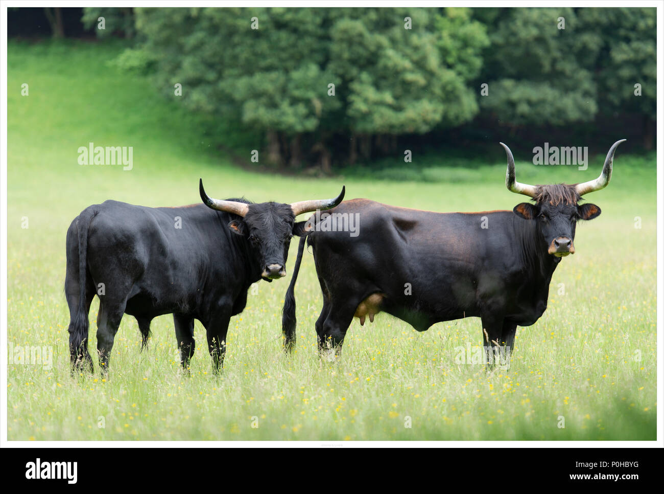 Heck cattle in a wildlife reserve Stock Photo - Alamy