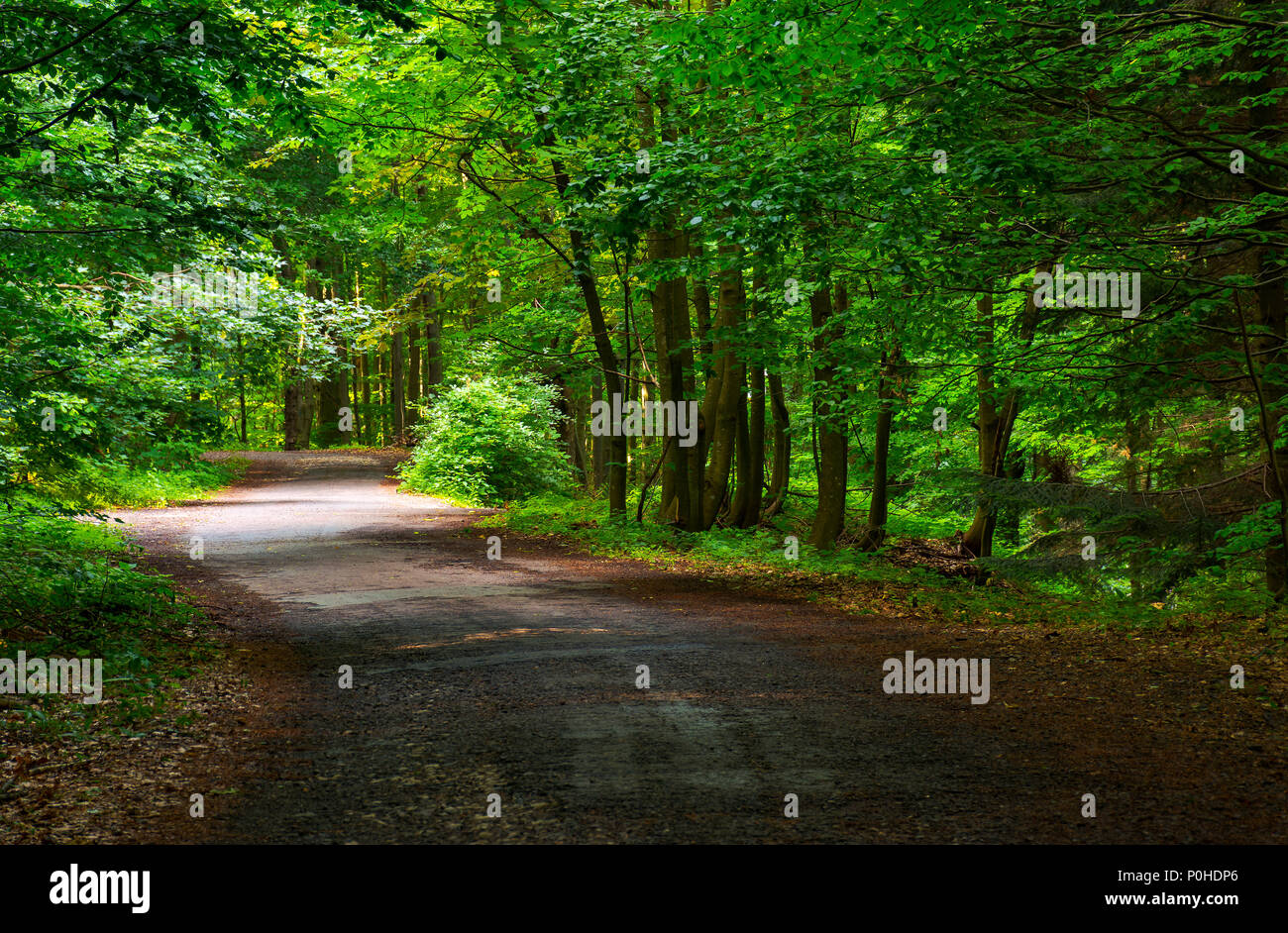 Winding forest road hi-res stock photography and images - Alamy