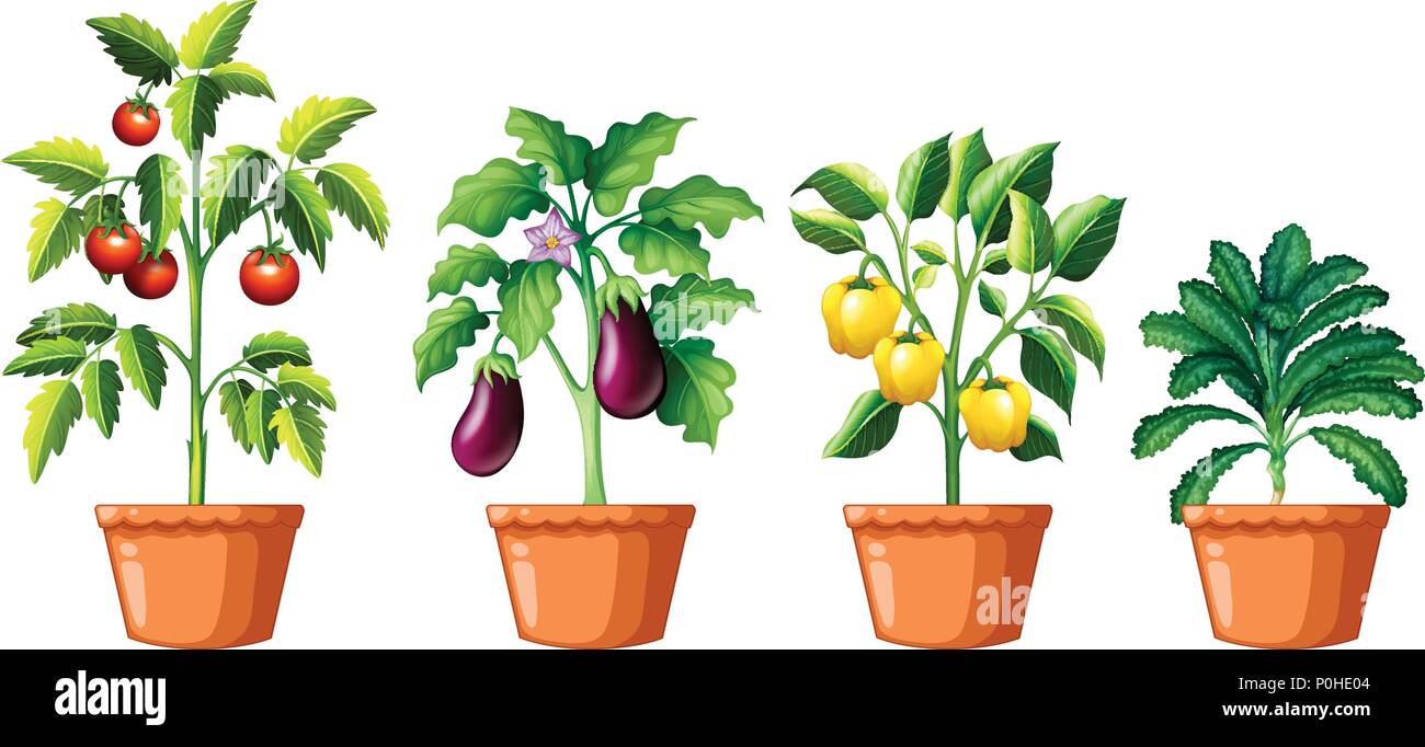 Set of different plants illustration Stock Vector Image & Art - Alamy
