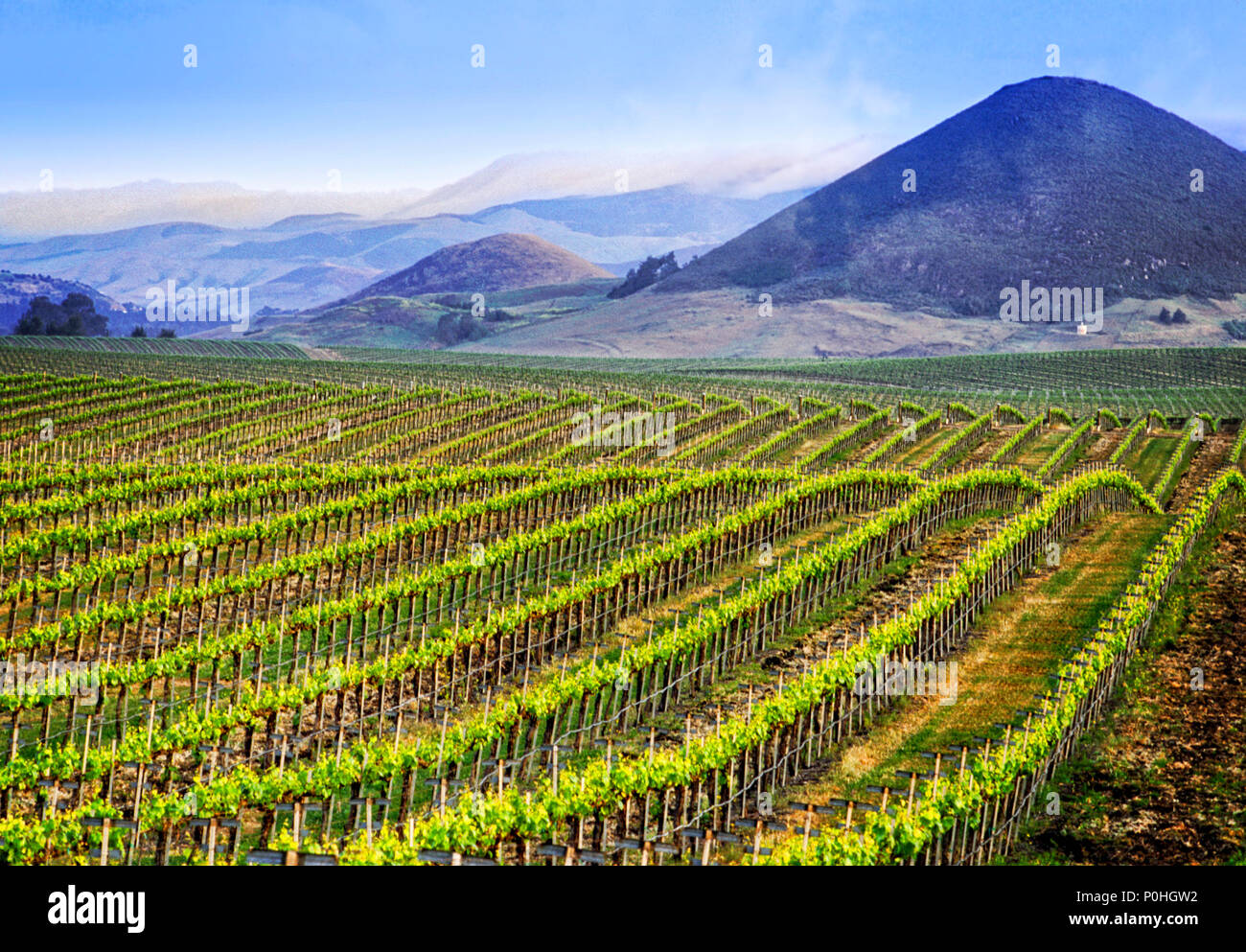 Vines central hi-res stock photography and images - Alamy