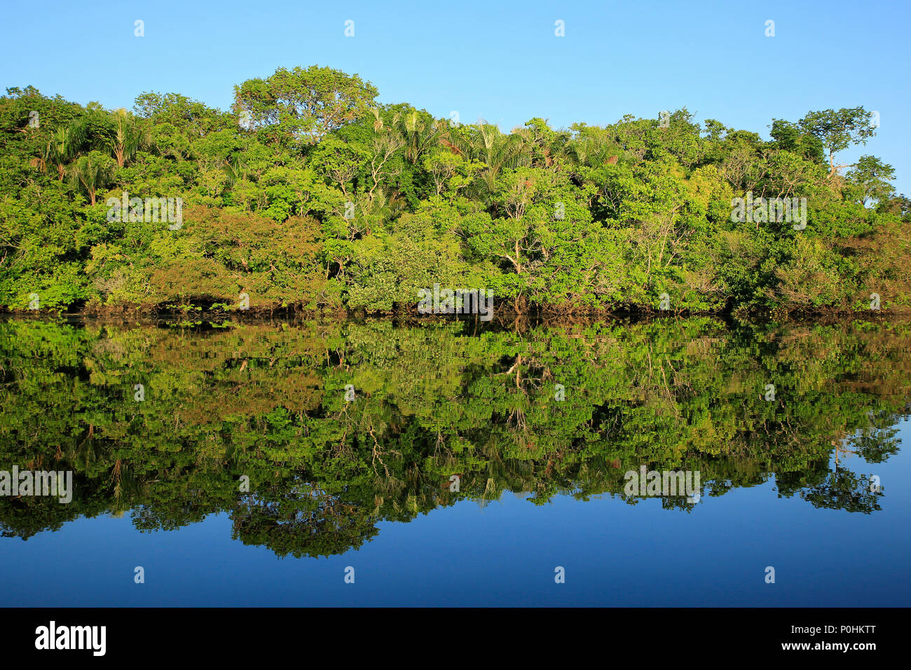 The Amazon Rainforest with Blue Sky and Mirror Reflections in the Water ...