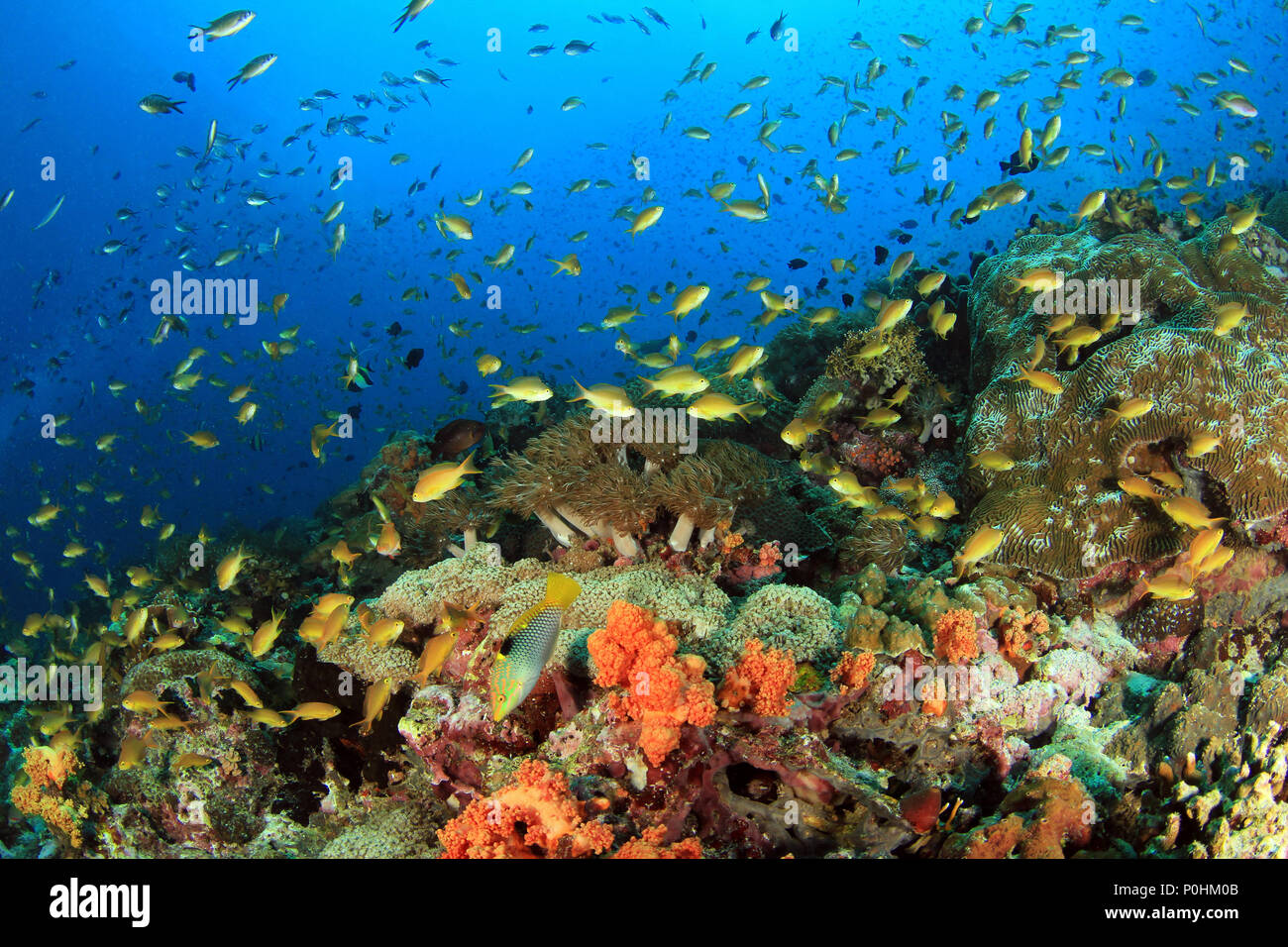 Colorful Coral Reef with Schools of Fish against Blue Water. Pescador ...