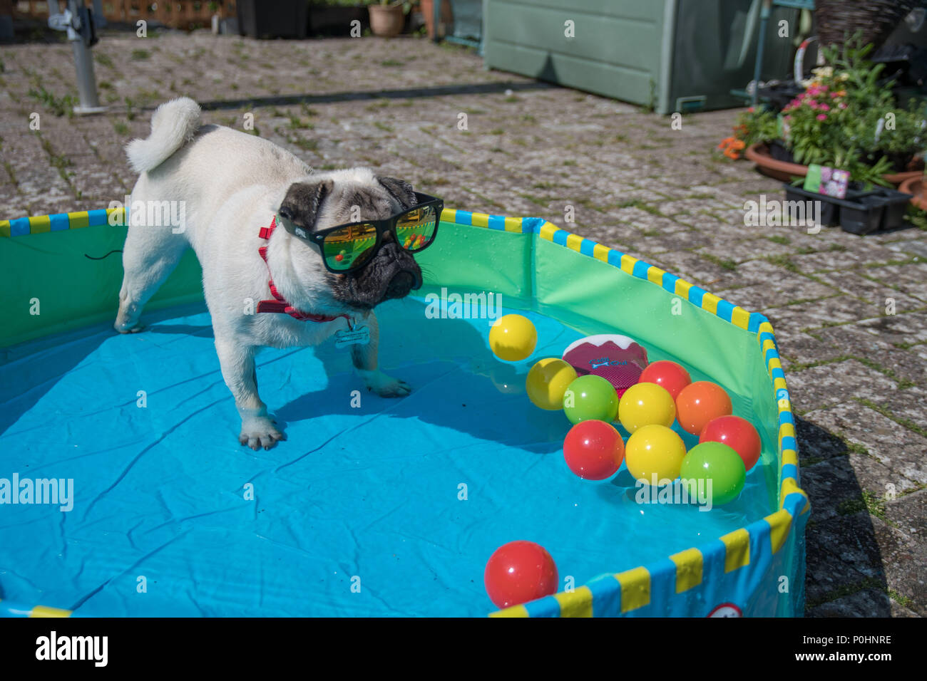 Pug Puppy wearing sunglasses cooling down in paddling pool with ...