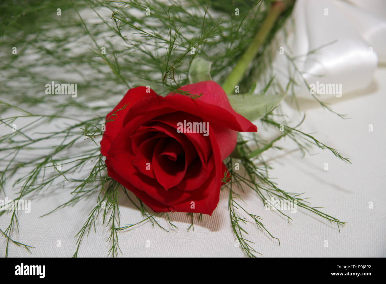 Single red rose Stock Photo - Alamy