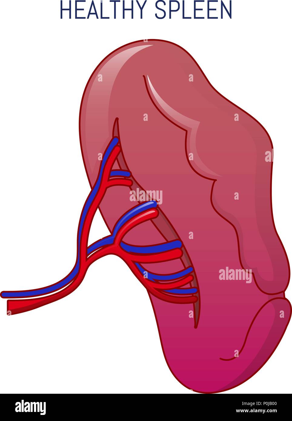 Healthy spleen icon, cartoon style Stock Vector Image & Art - Alamy